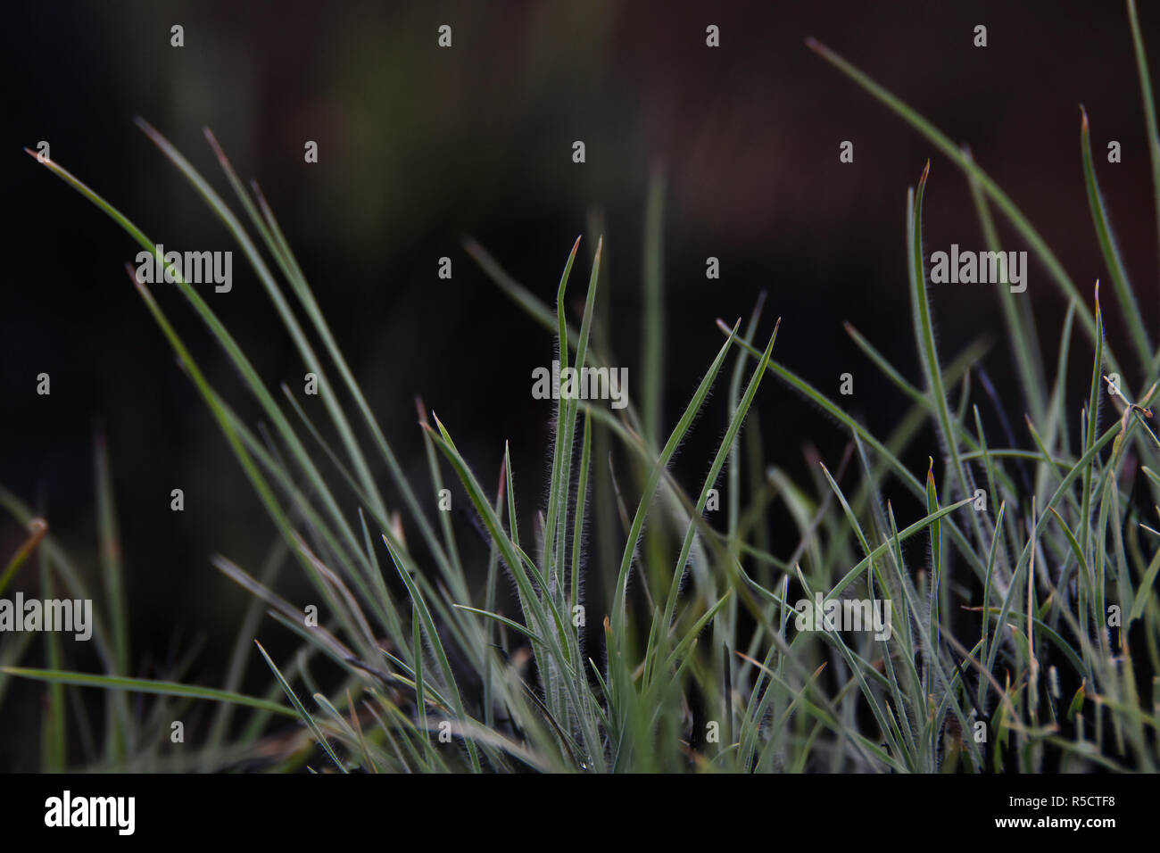 Leaf blades hi-res stock photography and images - Alamy