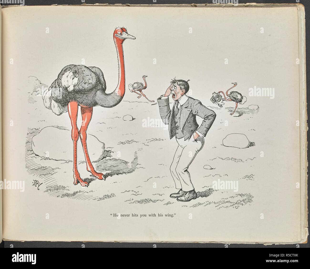 "He never hits you with his wing." An ostrich, having attacked a man ...