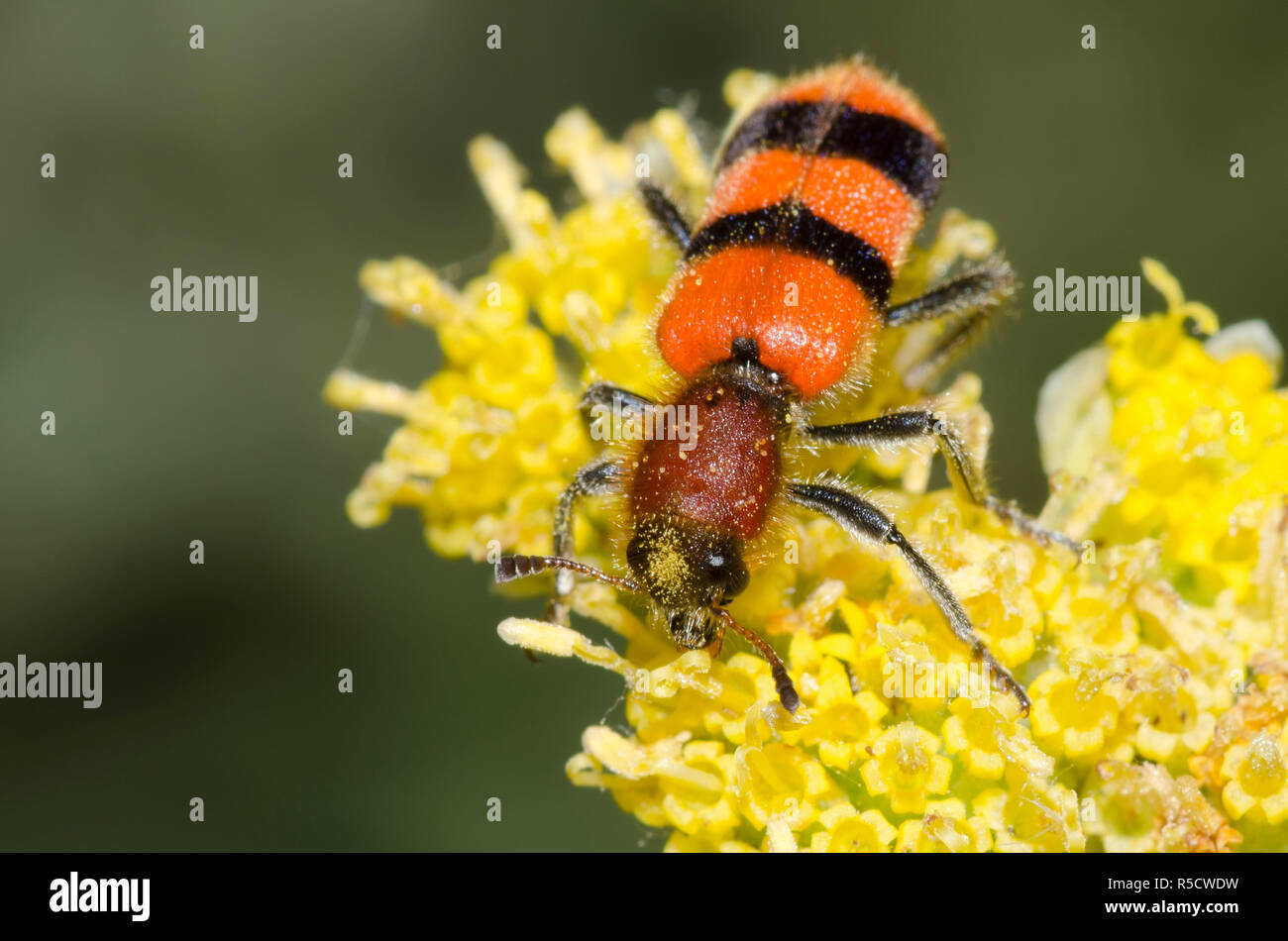 Trichodes bibalteatus hi-res stock photography and images - Alamy