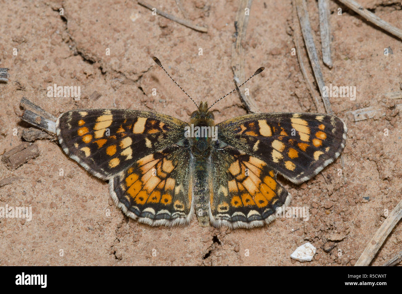 Field crescent butterfly hi-res stock photography and images - Alamy