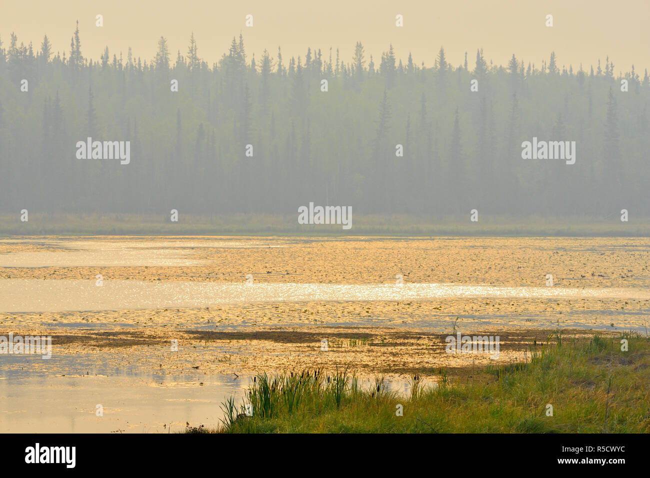 A small wetland in forest fire smog, Yellowknife, Ingraham Trail ...