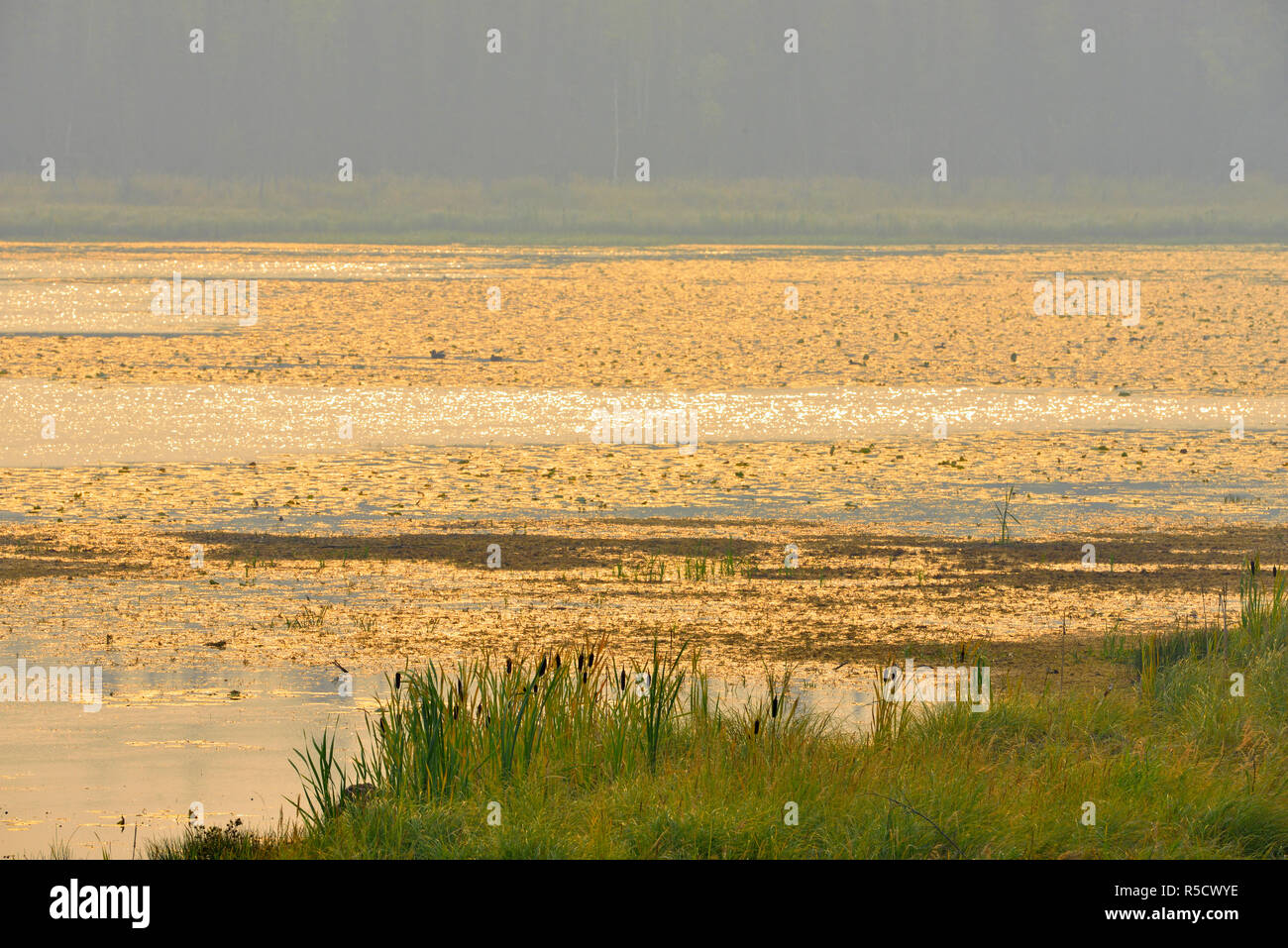 A small wetland in forest fire smog, Yellowknife, Ingraham Trail ...