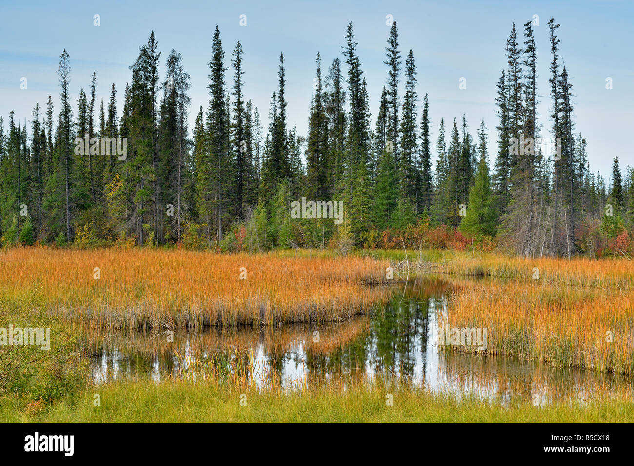 Wetland marsh grasses trees hi-res stock photography and images - Alamy