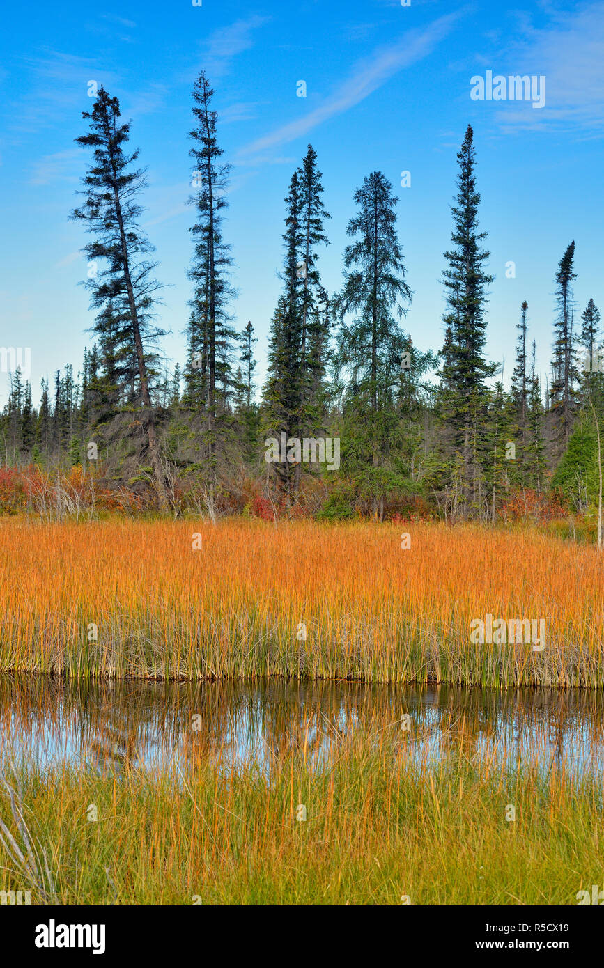 Wetland marsh grasses trees hi-res stock photography and images - Alamy