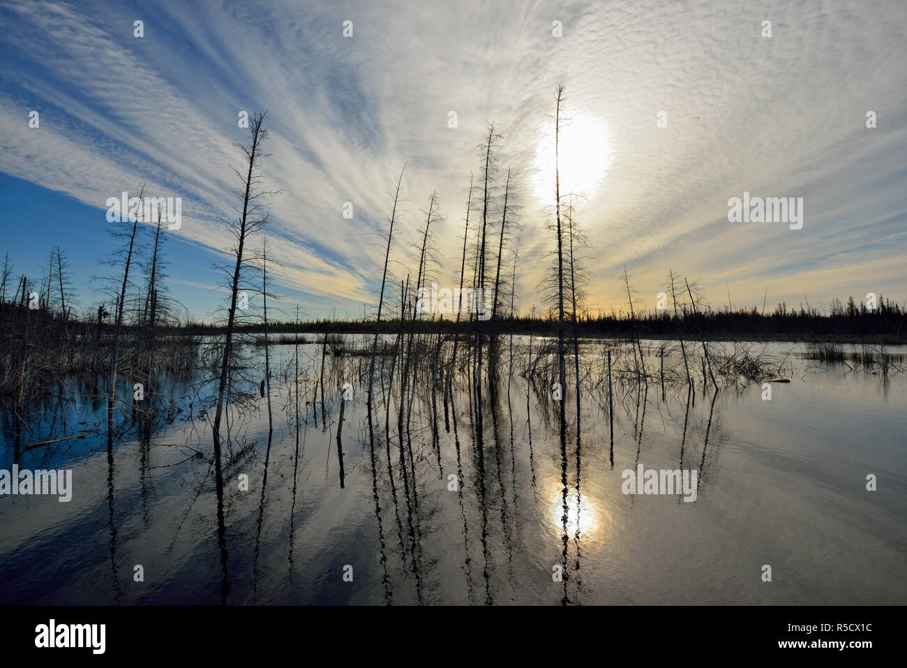Boreal coniferous forest hi-res stock photography and images - Alamy