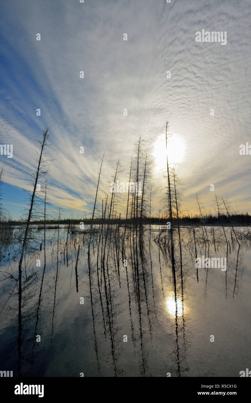Burned trees in a boreal forest fire zone, Behchoko, Northwest ...