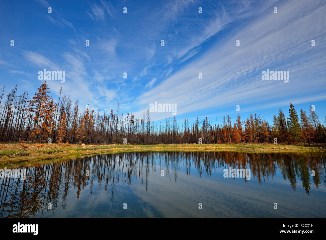 Boreal coniferous forest hi-res stock photography and images - Alamy