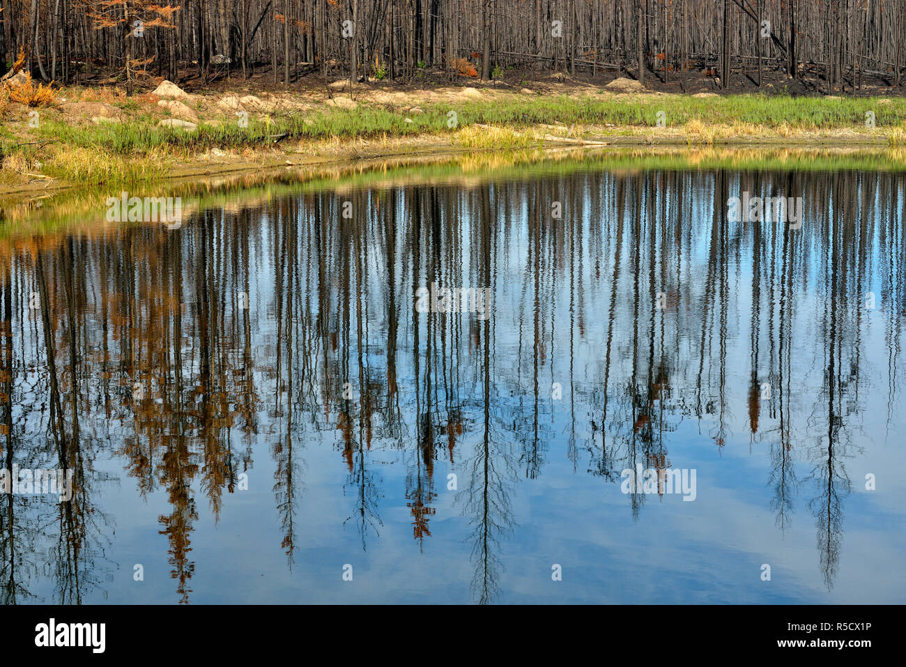 Burned trees in a boreal forest fire zone, Behchoko, Northwest ...