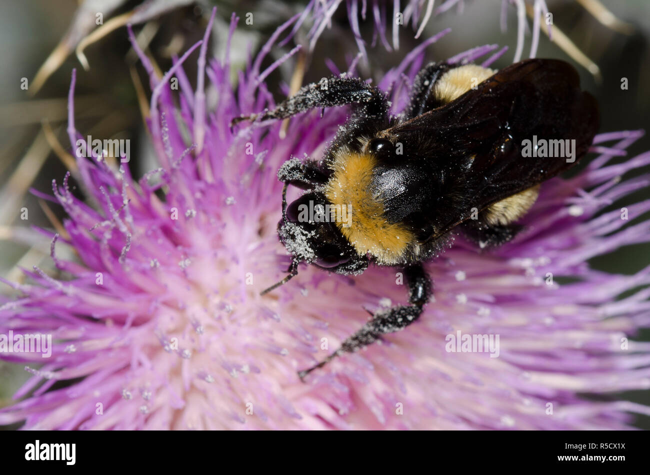 American bumble bee hi-res stock photography and images - Alamy