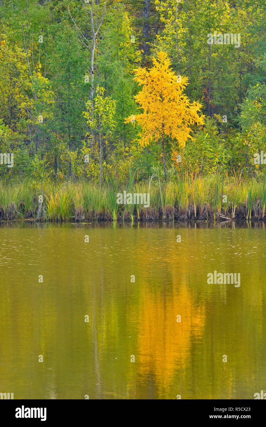 Tree with autumn colour hi-res stock photography and images - Alamy