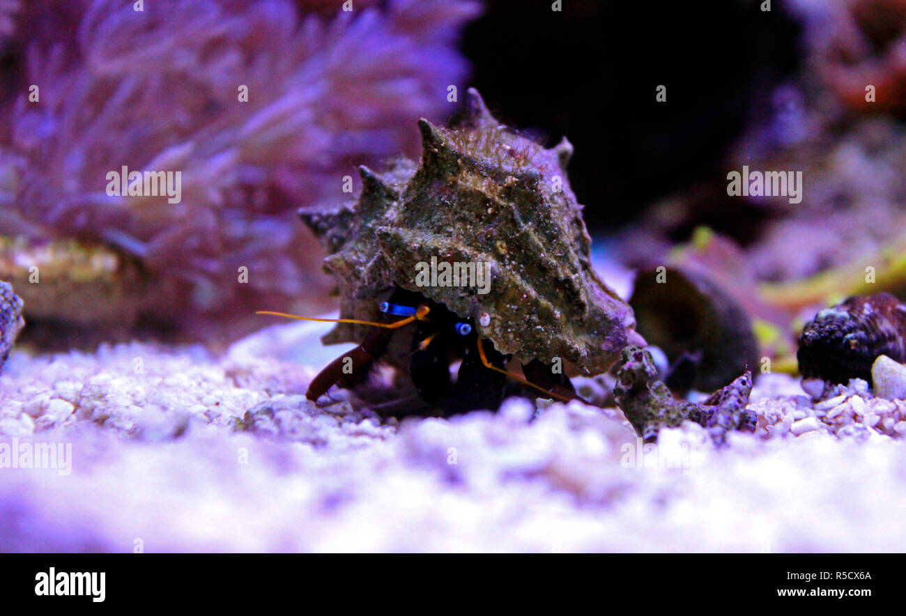 Dwarf Red Tip Hermit Crab (Clibanarius sp Stock Photo - Alamy