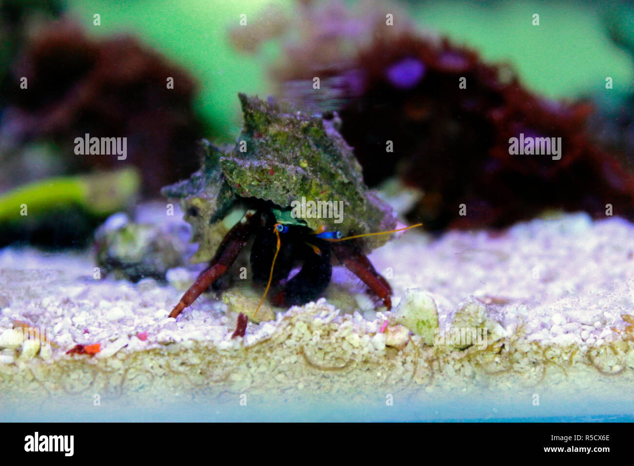 Dwarf Red Tip Hermit Crab (Clibanarius sp Stock Photo - Alamy