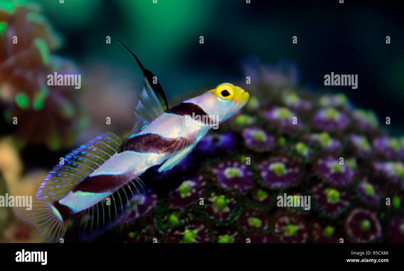 Nematodes hi-res stock photography and images - Alamy