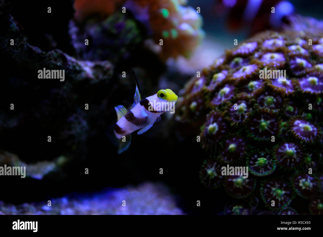 Stonogobiops hi-res stock photography and images - Alamy