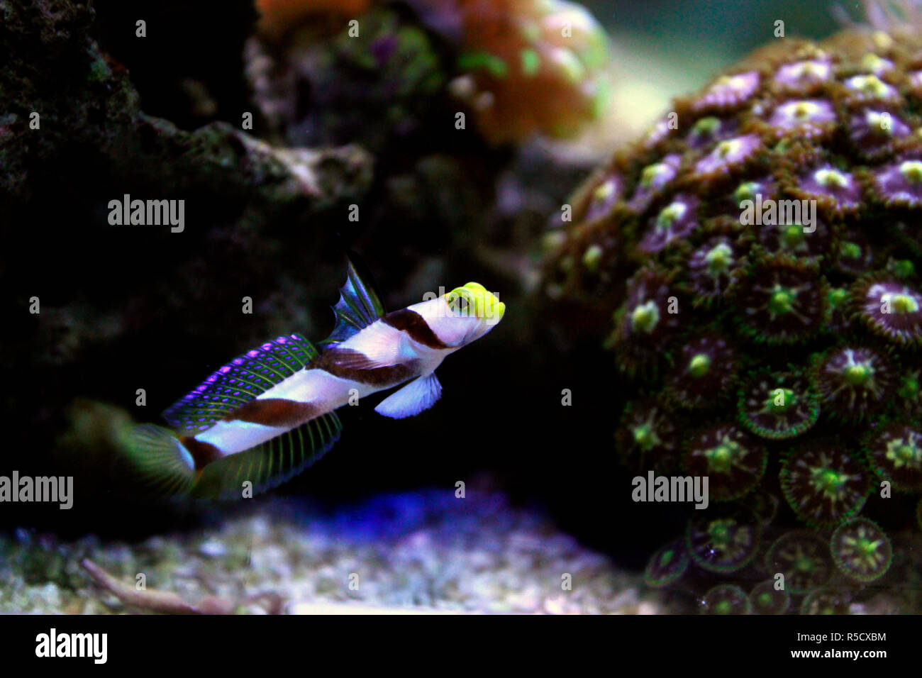 Long Fin Red Banded Goby - (Stonogobiops nematodes Stock Photo - Alamy
