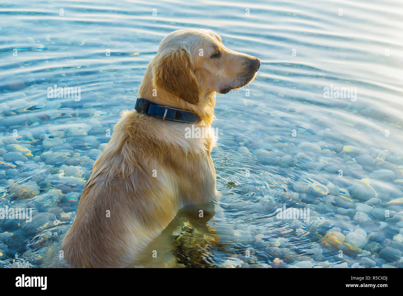dog in the water Stock Photo - Alamy