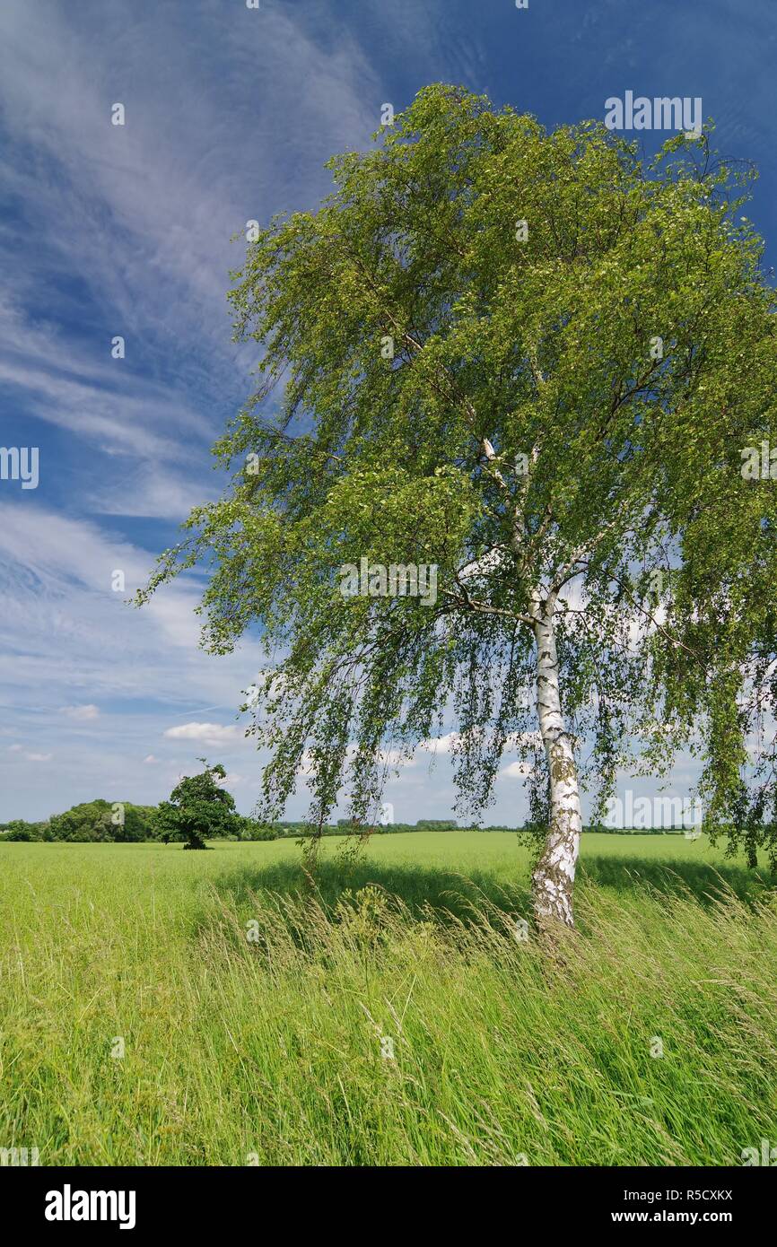 tree landscape and cloudscape near klÃ¼tz,baltic sea coast ...