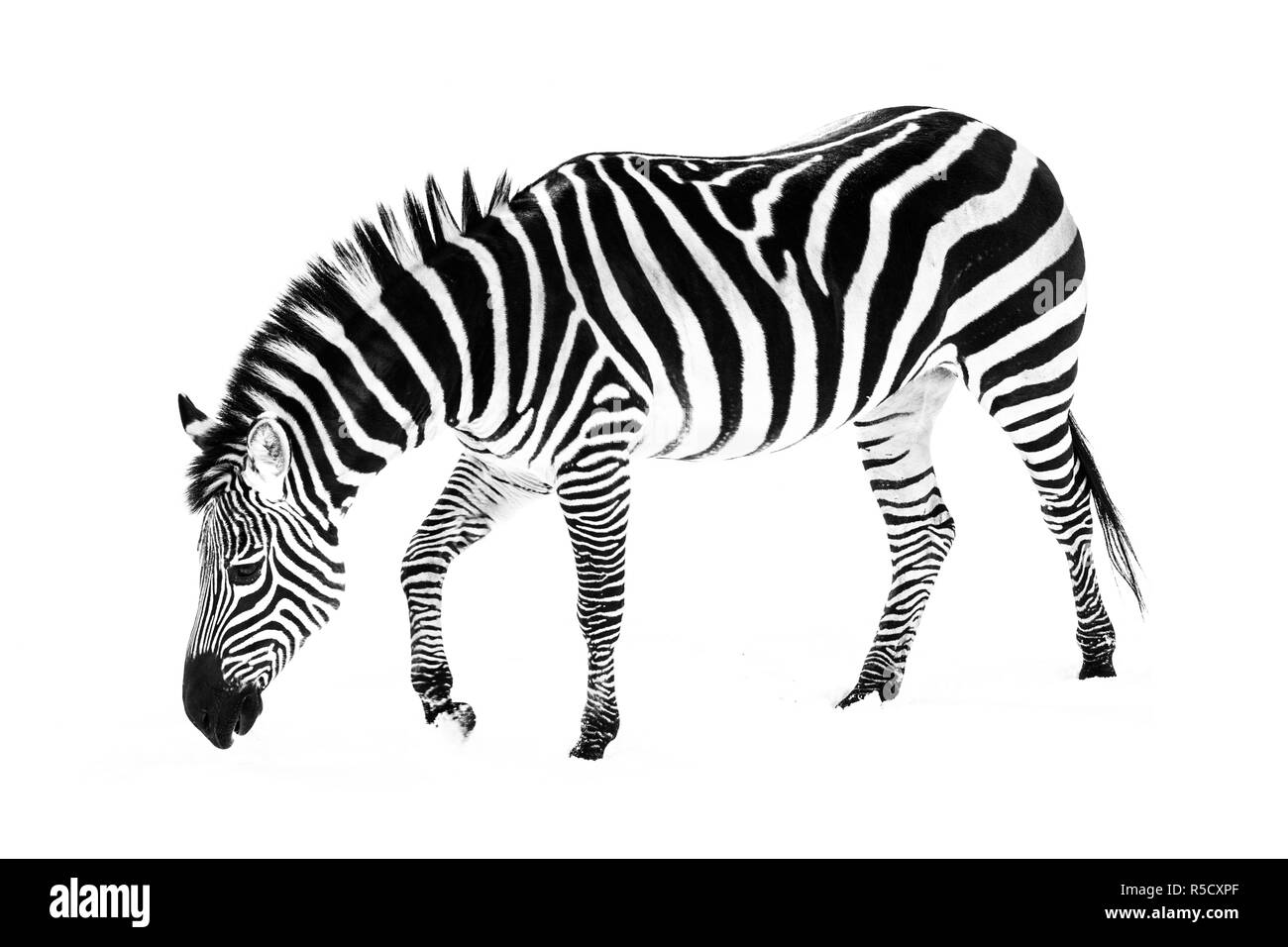 Zebra in Snow V Stock Photo - Alamy