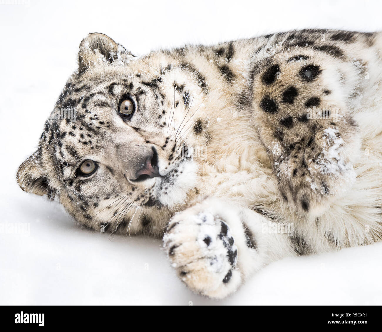 Playful snow leopard hi-res stock photography and images - Alamy