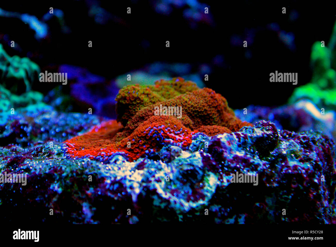Ultra underwater macro on montipora SPS coral polyps Stock Photo - Alamy