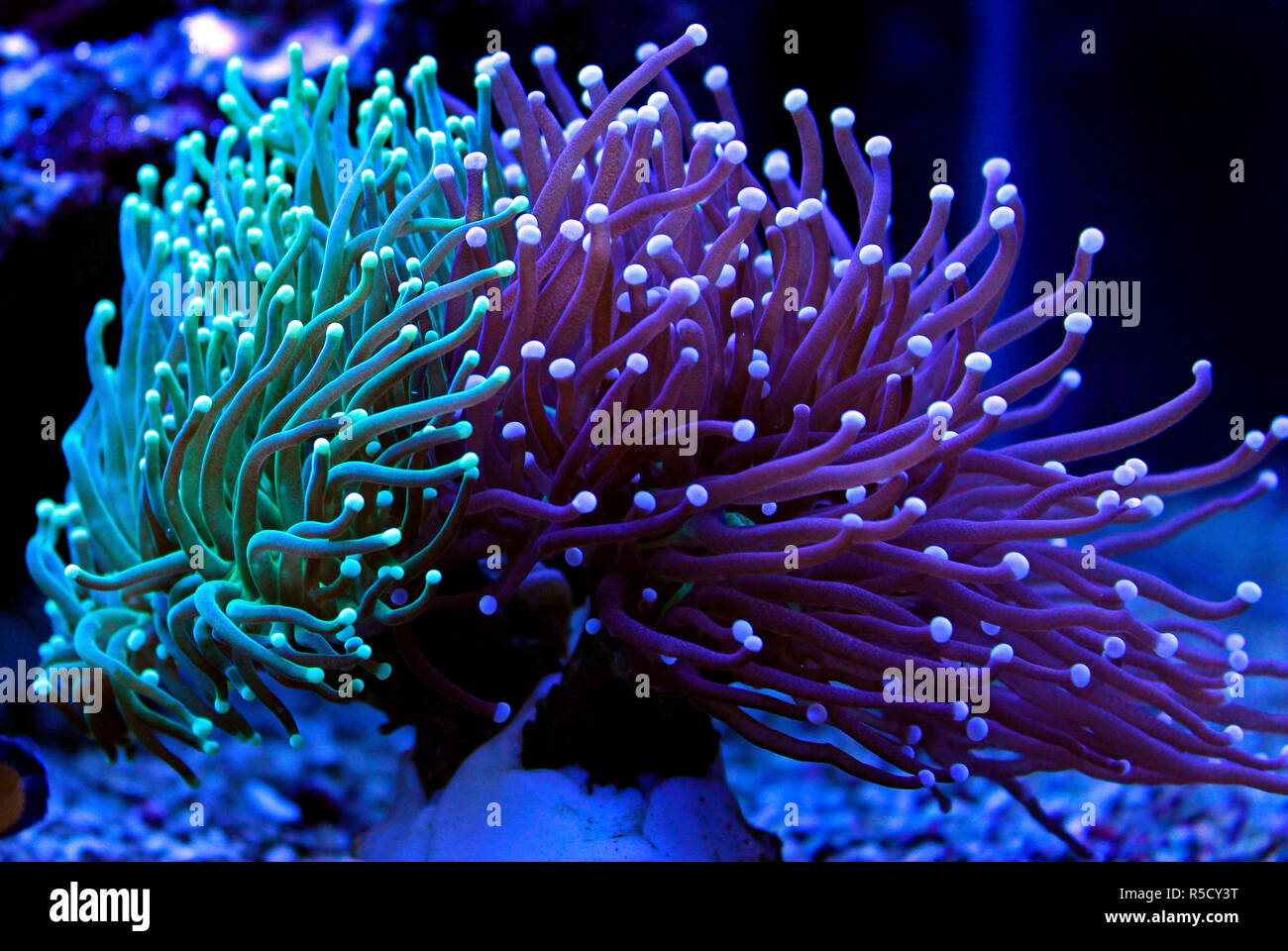 Euphyllia hammer LPS coral isolated shot Stock Photo - Alamy