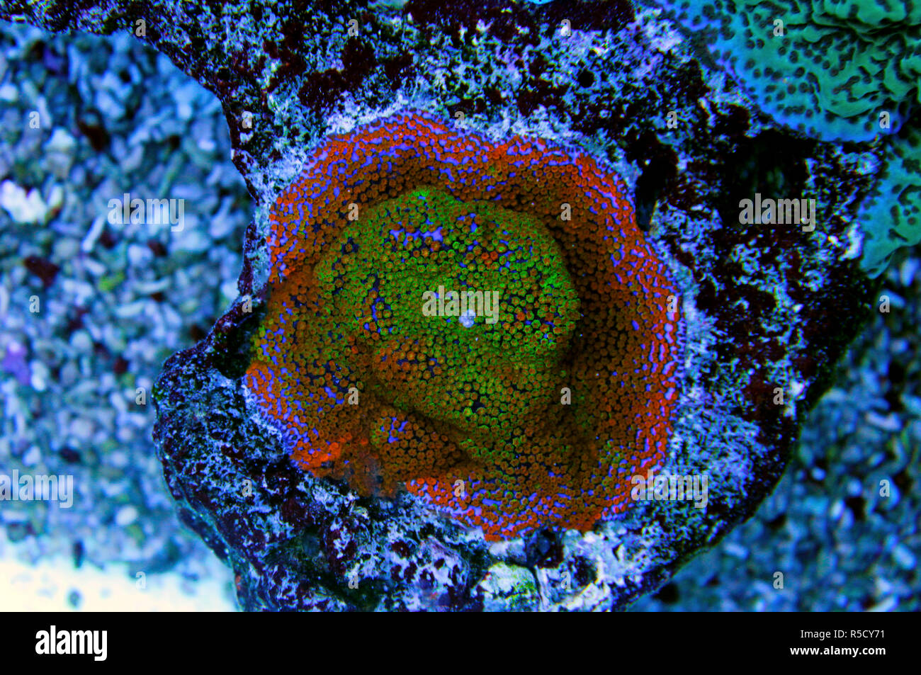 Ultra underwater macro on montipora SPS coral polyps Stock Photo - Alamy