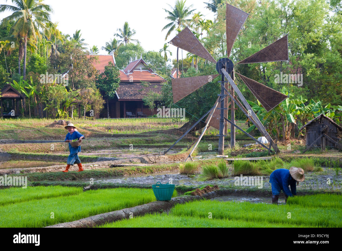 Traditional windmill and Rice paddies nr Chiang Mai, Thailand Stock ...