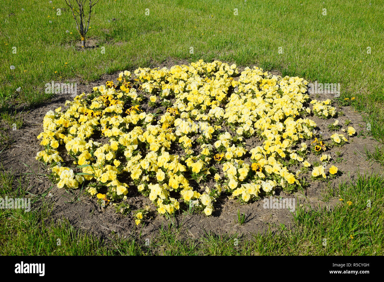 Yellow flowers of viola on the flowerbed. Viola Stock Photo - Alamy