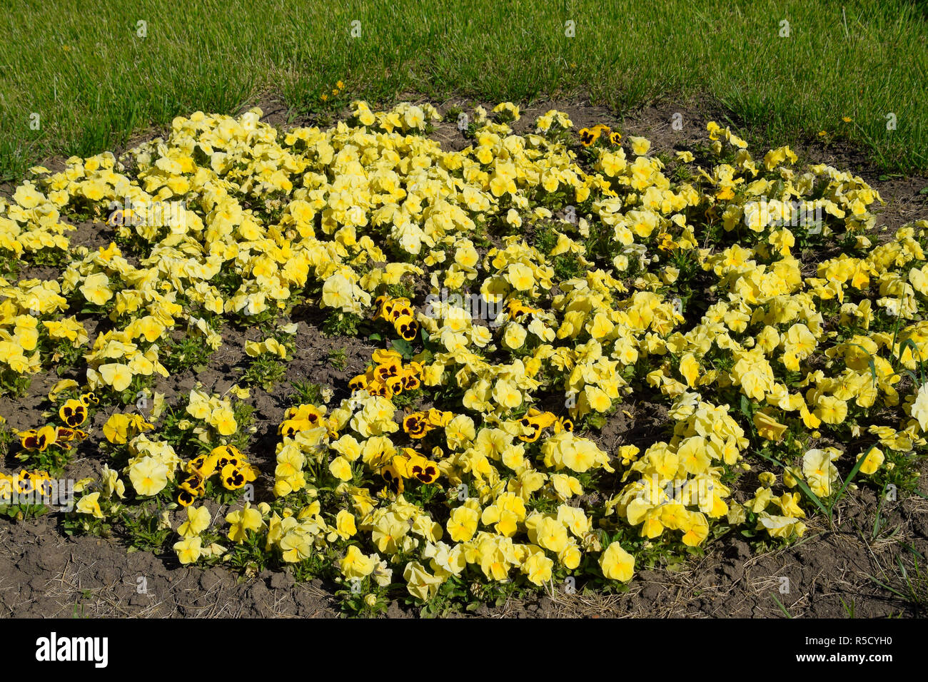 Yellow flowers of viola on the flowerbed. Viola Stock Photo - Alamy