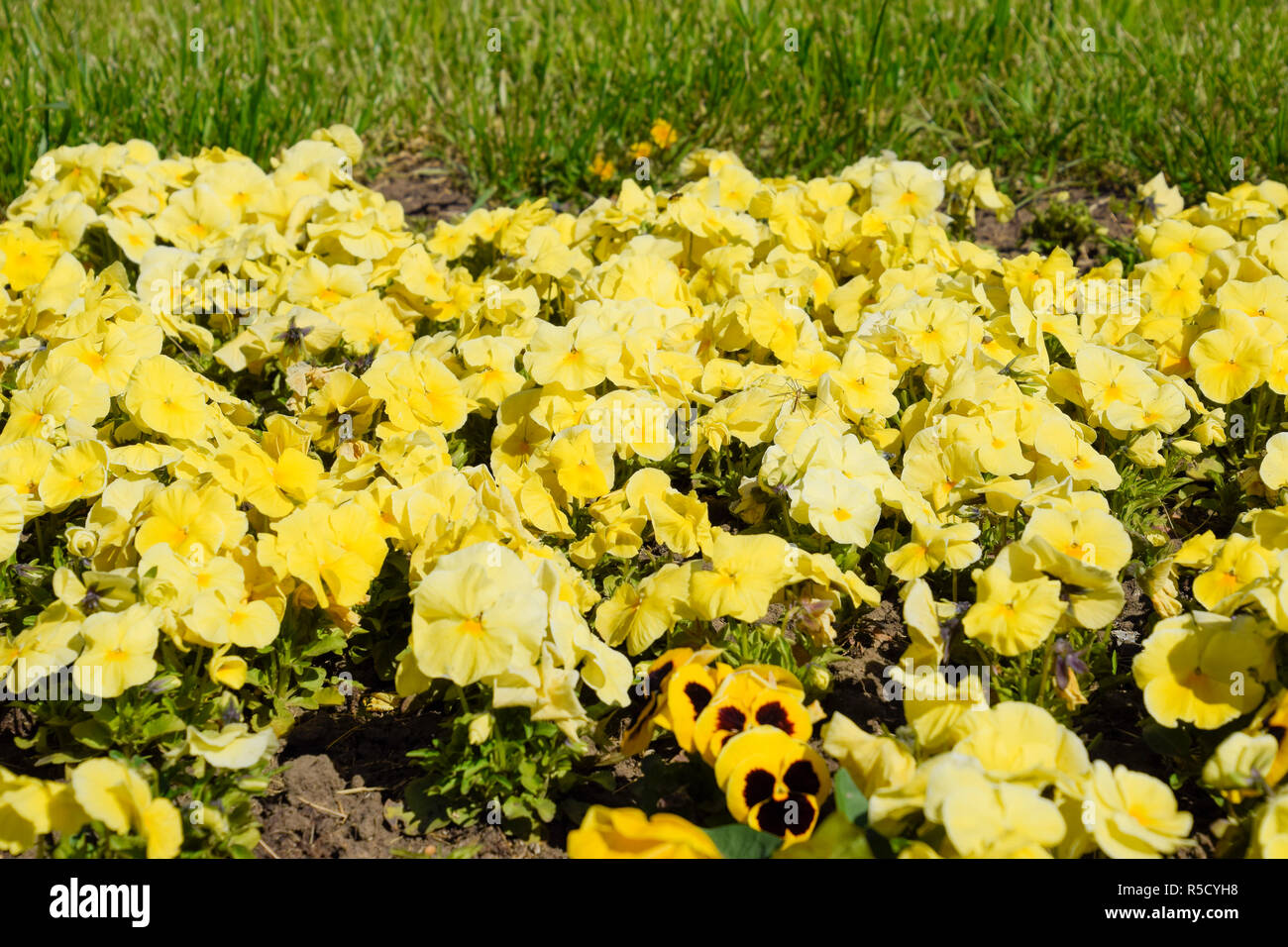 Yellow flowers of viola on the flowerbed. Viola Stock Photo - Alamy