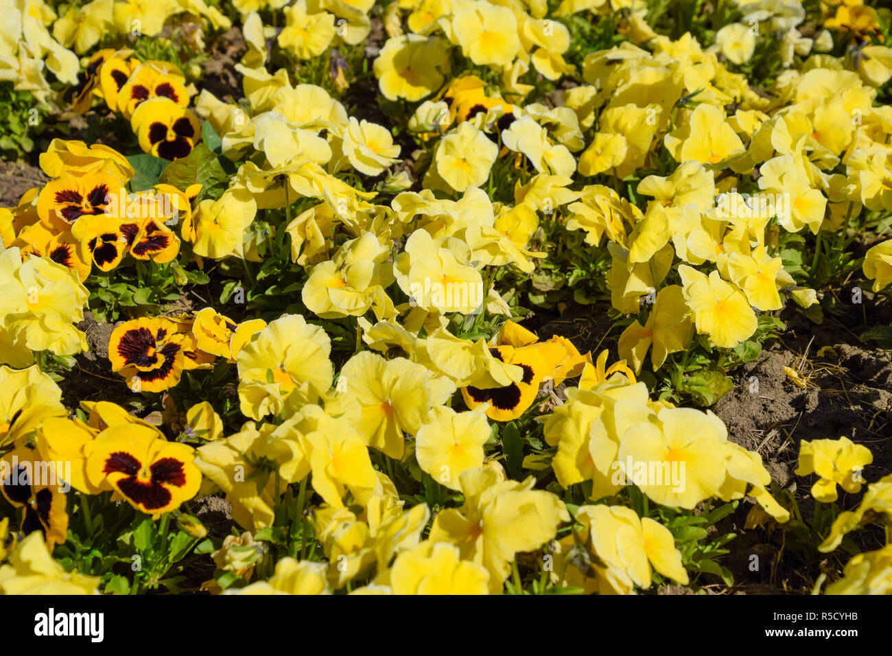Yellow flowers of viola on the flowerbed. Viola Stock Photo - Alamy