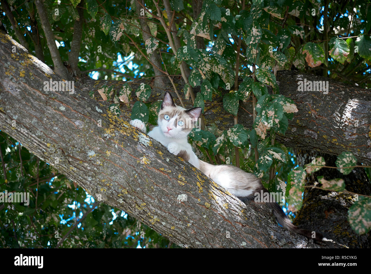 Cat in the tree Stock Photo - Alamy
