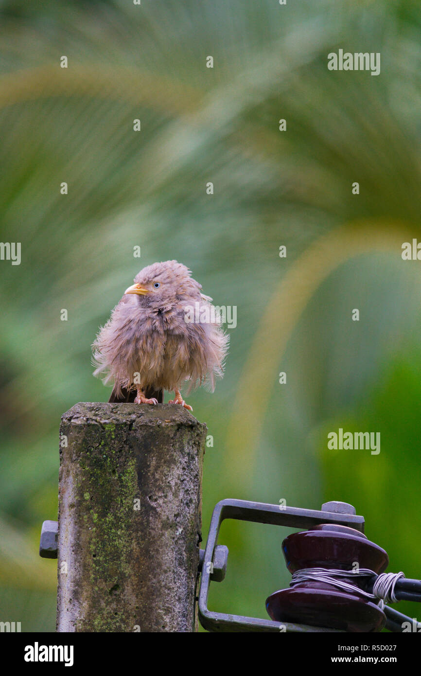 Bird on telephone pole hi-res stock photography and images - Alamy