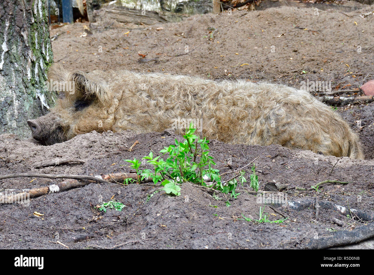 Mangalitza hungary hi-res stock photography and images - Alamy