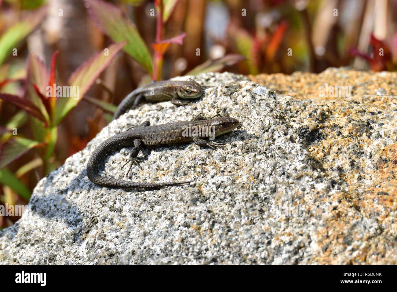 young sand lizards sunbathing Stock Photo - Alamy