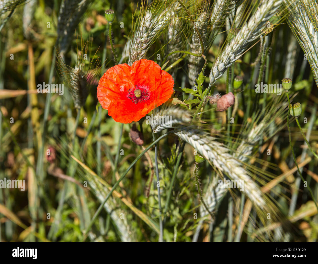 Mohnpflanze High Resolution Stock Photography and Images - Alamy