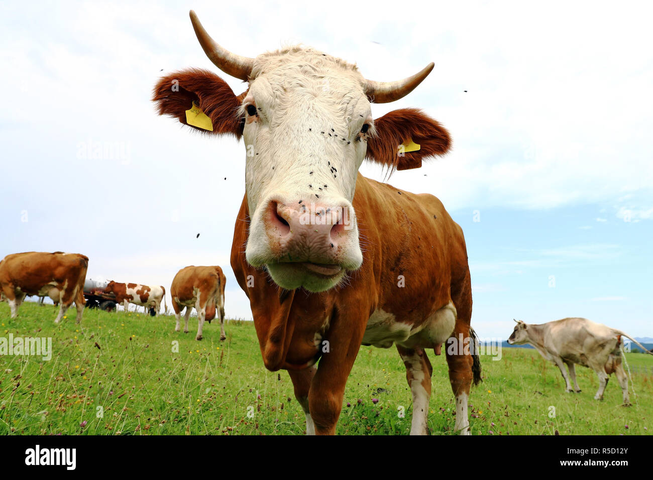 simmental ox with horns on a pasture in bavaria Stock Photo - Alamy