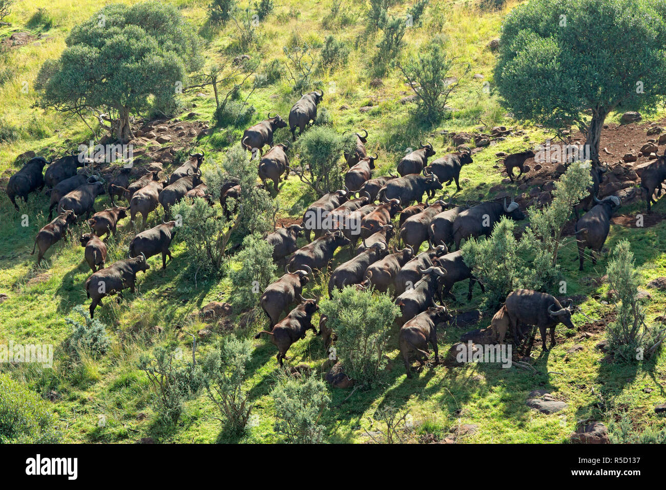 Aerial view cape buffalo syncerus hi-res stock photography and images ...