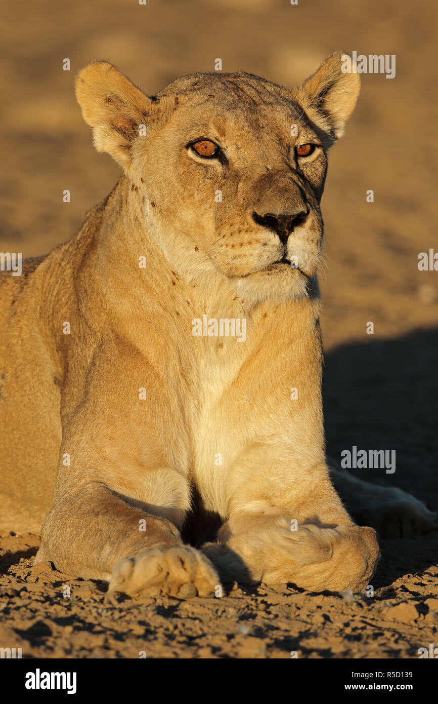 African lioness portrait Stock Photo - Alamy
