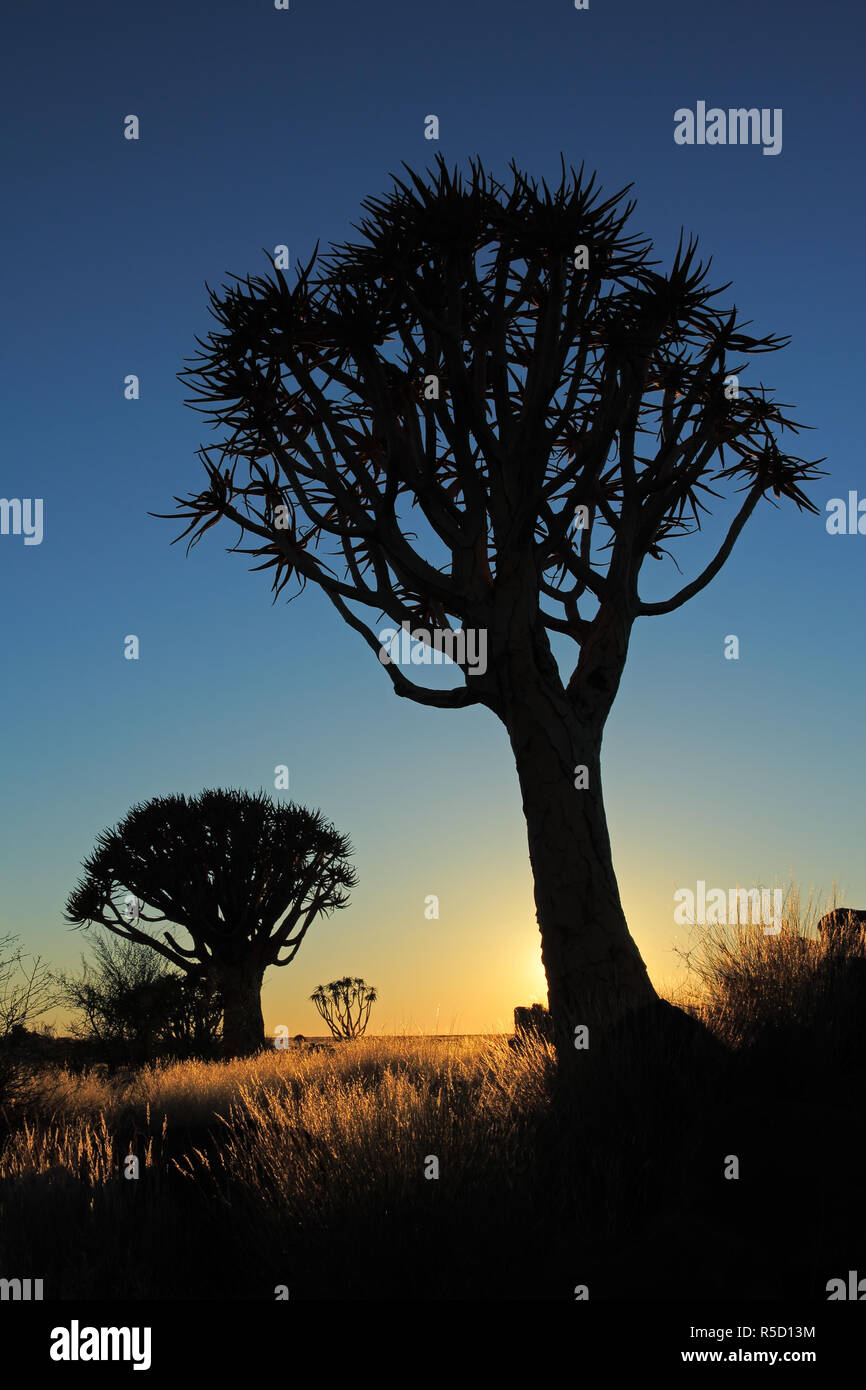 Quiver tree silhouette Stock Photo - Alamy