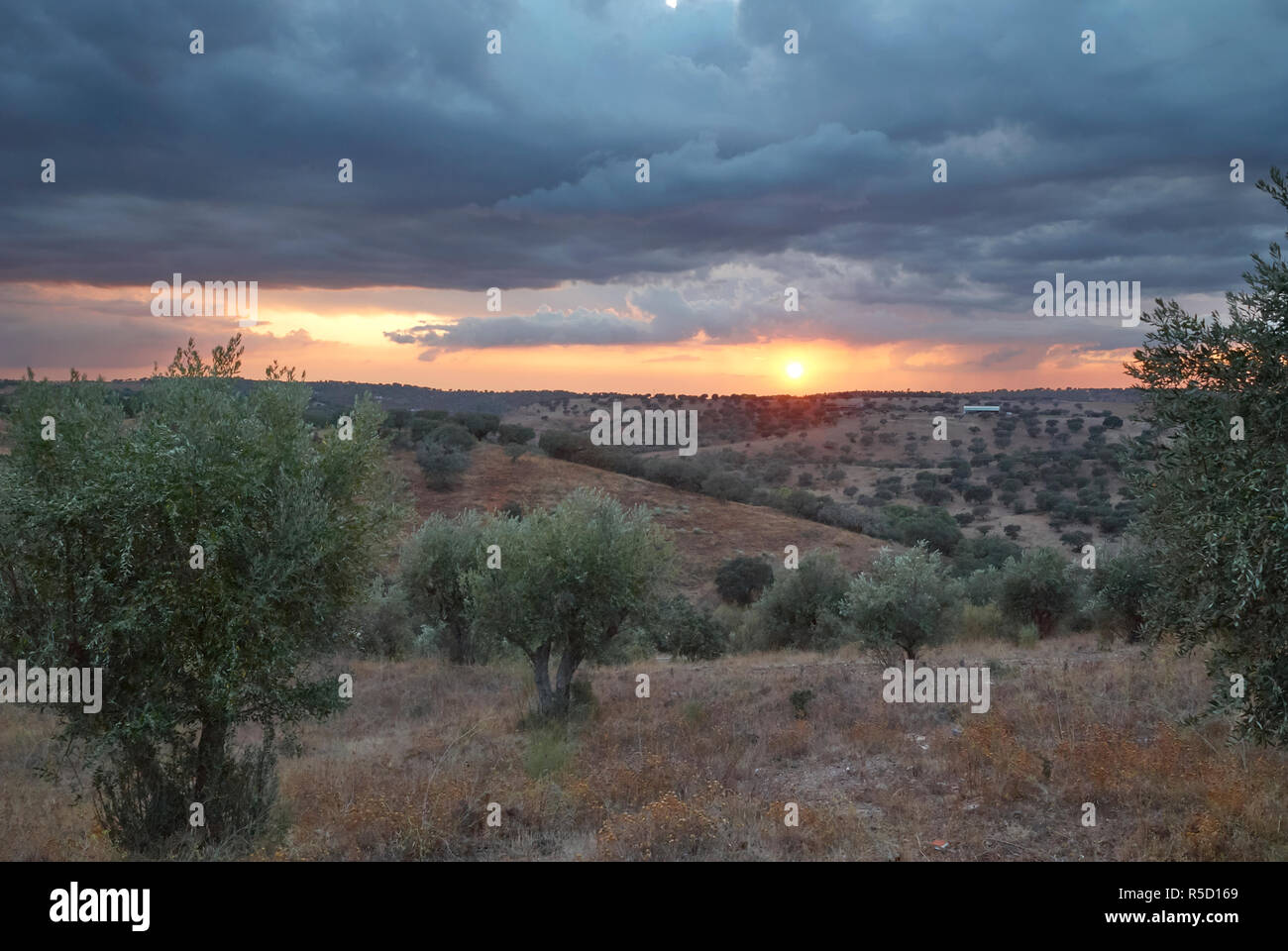 olive tree fields at sunset Stock Photo - Alamy