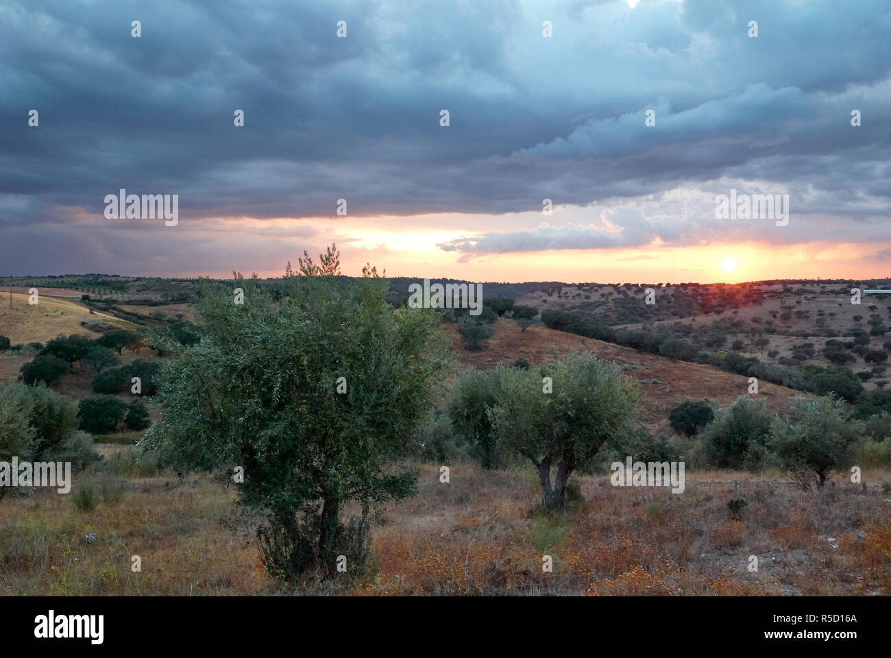 olive tree fields at sunset Stock Photo - Alamy