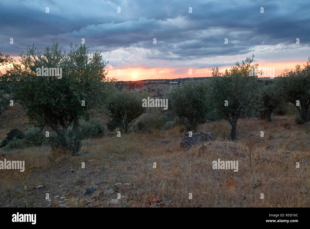 Olive tree field alentejo hi-res stock photography and images - Alamy