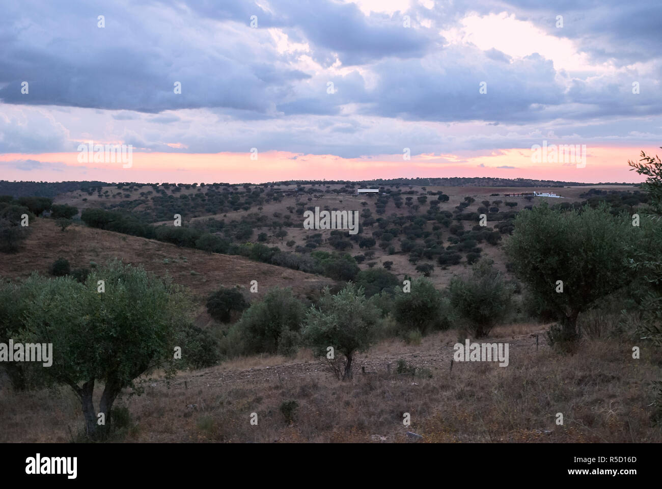 olive tree fields at sunset Stock Photo - Alamy