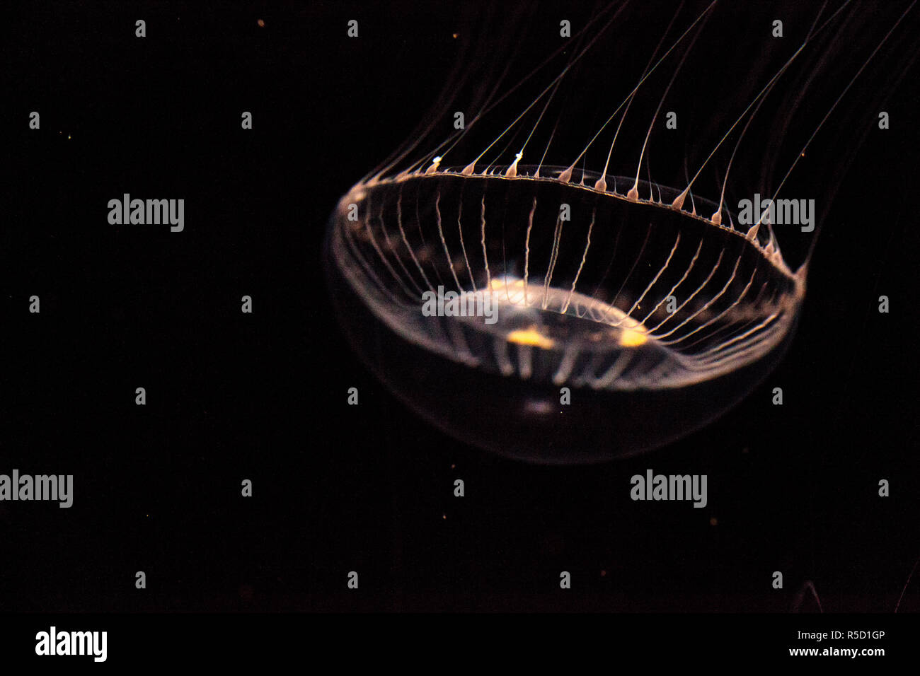 Hydrozoan Jellyfish High Resolution Stock Photography and Images - Alamy