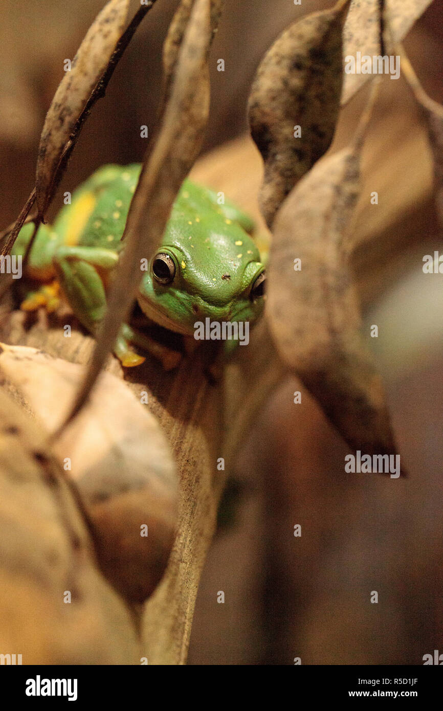 Litoria Splendida High Resolution Stock Photography and Images - Alamy