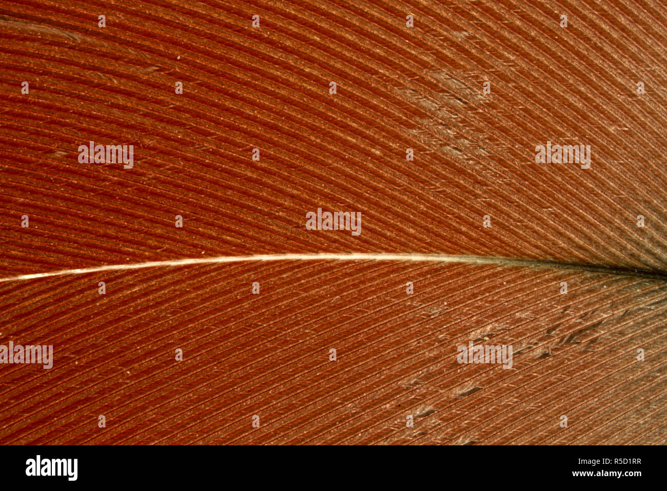 red feather of a songbird magnified Stock Photo - Alamy