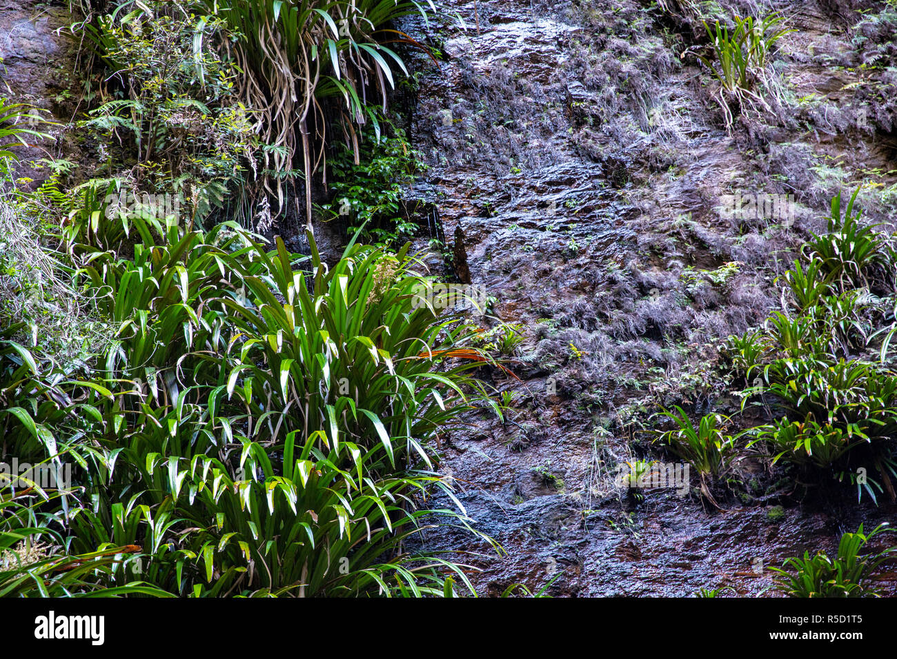Twin Falls walking hiking circuit in Springbrook national park,Gold ...