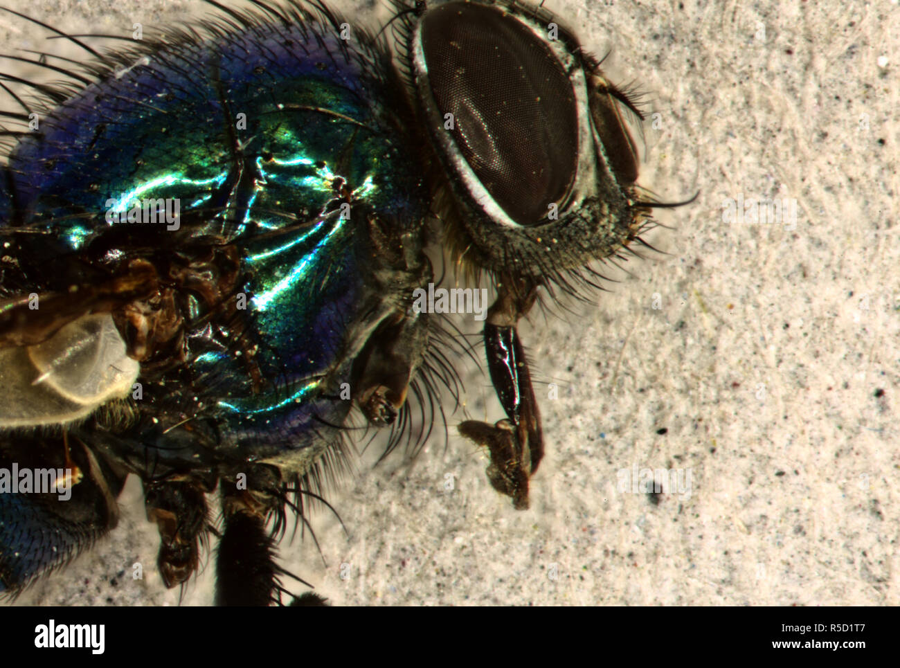 gold fly compound eyes and mouth tools greatly enlarged Stock Photo - Alamy