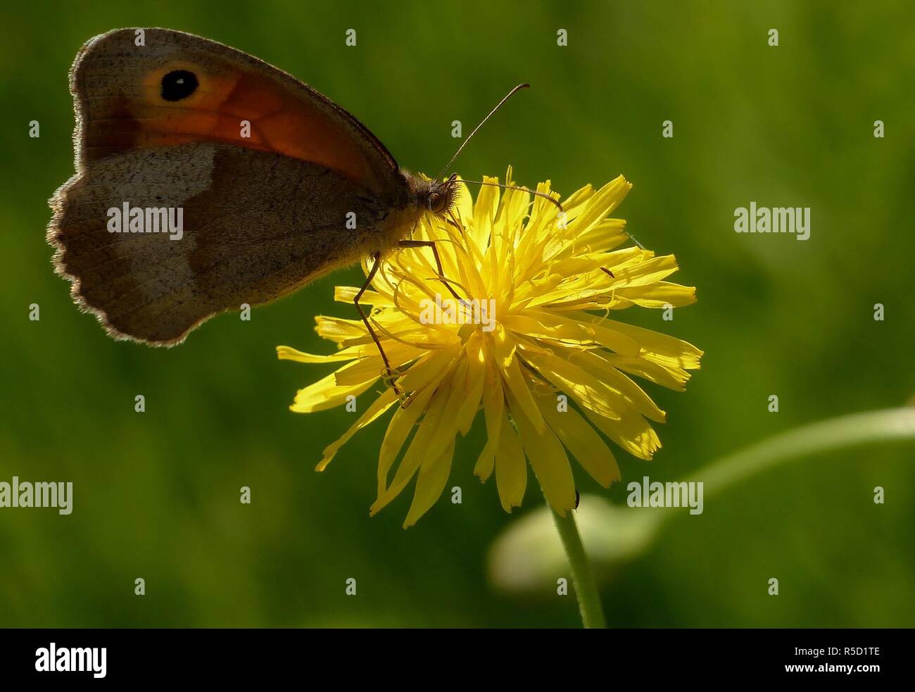 forest and meadow birds Stock Photo - Alamy